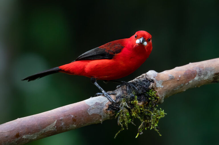 Brazil Birding | Birdwatching Tours - Birding in Brazil